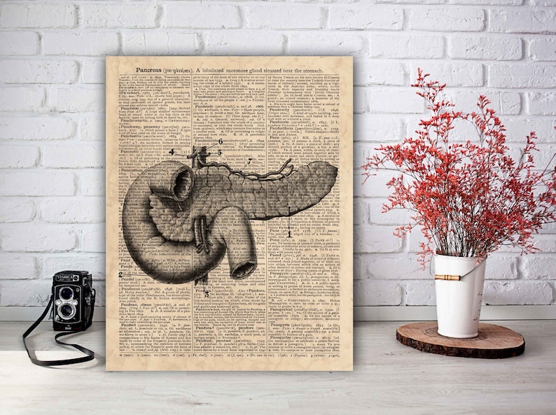 Pancreas Anatomy Art Pancreas Poster Endocrinologist Gift - Etsy UK