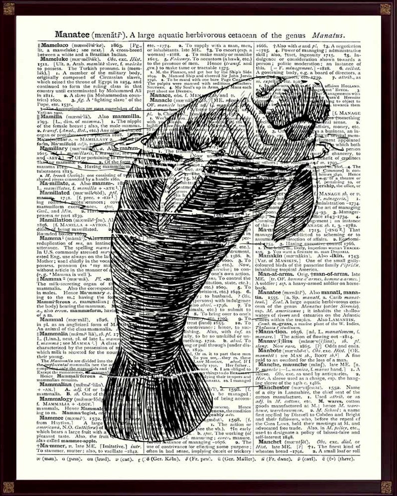 Manatee Print Manatee Poster Sea Life Art Nursery Decor - Etsy