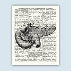 Pancreas Anatomy Art, Pancreas Poster, Endocrinologist Gift - Etsy