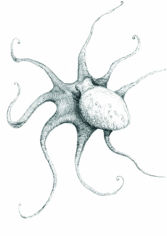 Common Octopus Ink