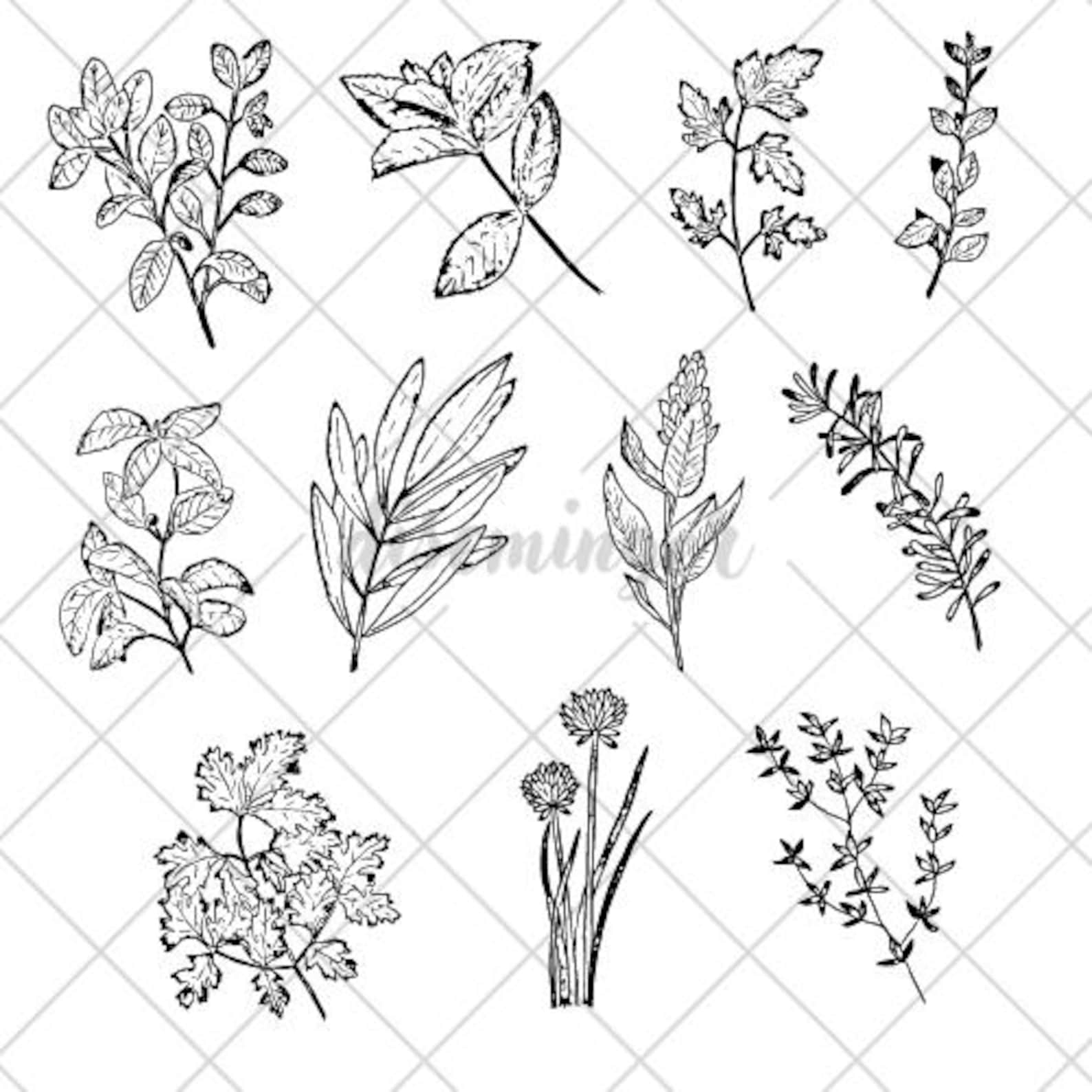 Illustrated Stamped Herbs, Herbs Png Svg Eps Pdf, Vector, Hand-drawn ...