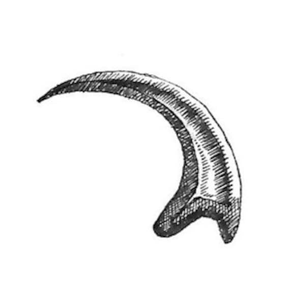 Raptor Claw | Etsy