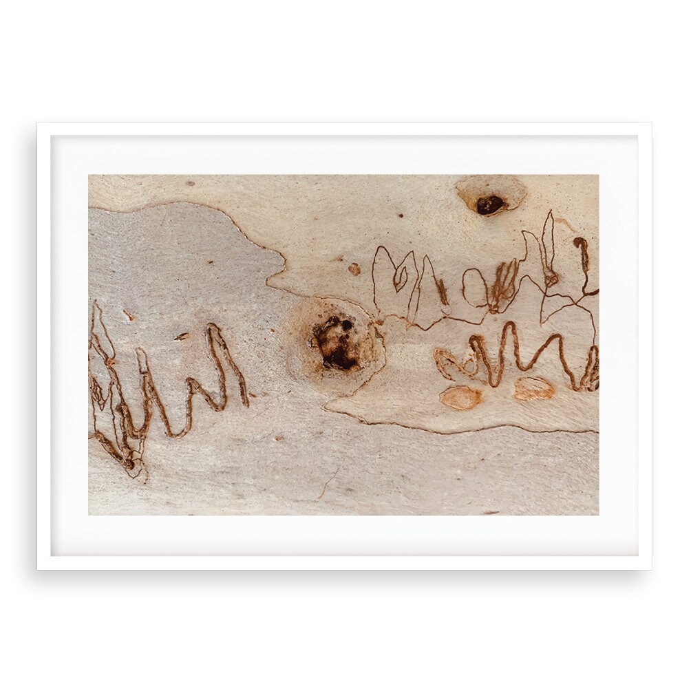 SCRIBBLY GUM TREE Art, Botanical Wall Art, Australian Prints ...