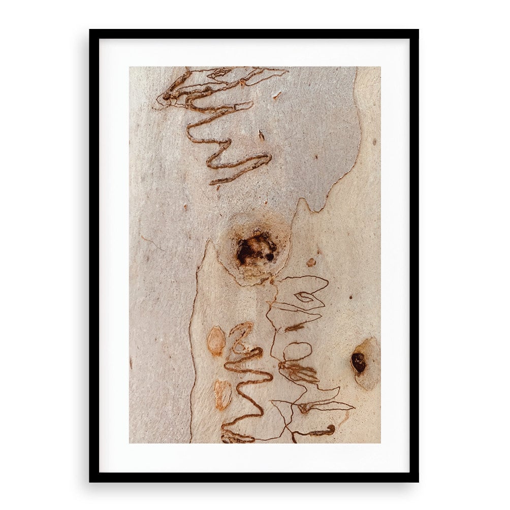 SCRIBBLY GUM TREE Art, Botanical Wall Art, Australian Prints ...