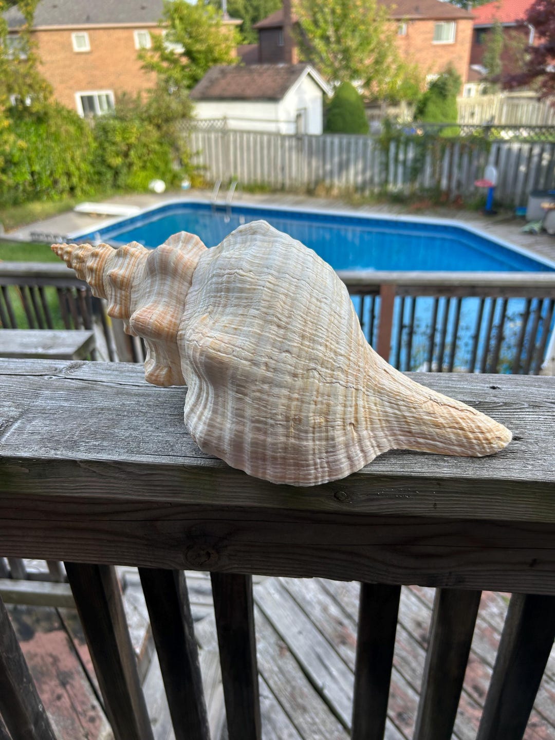 15 Inch Beautiful Horse Conch Display Seashell Shell. Excellent ...