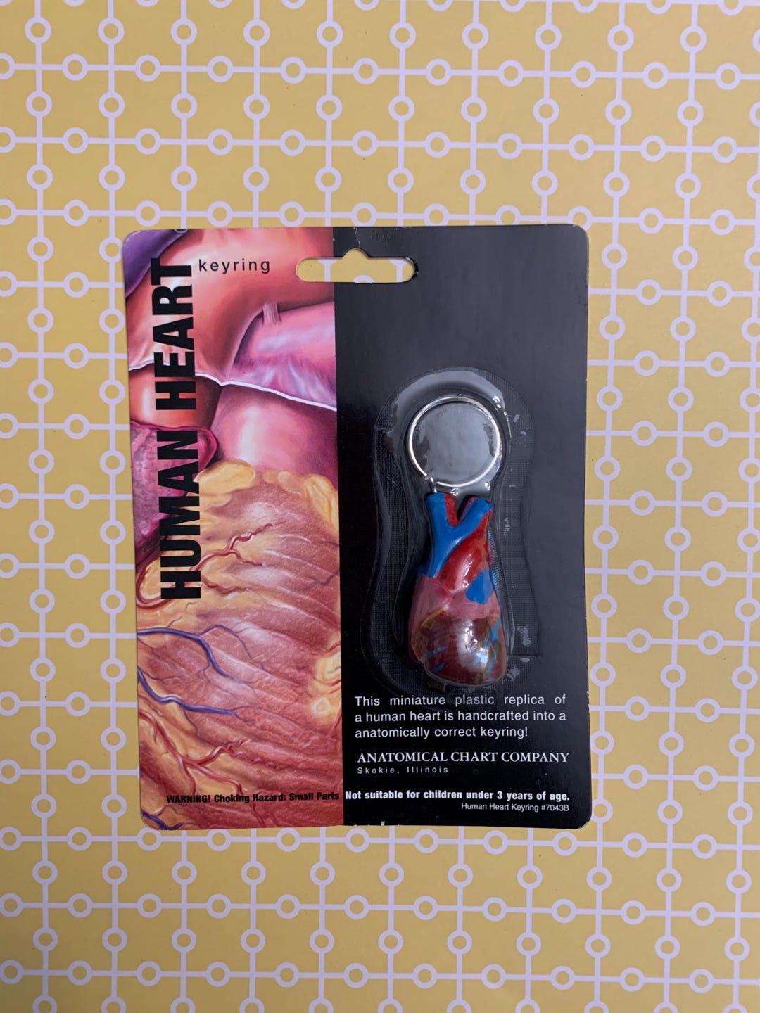 NOS - 3D Human Heart Model Keyring by Anatomical Chart Company 2003 - Etsy