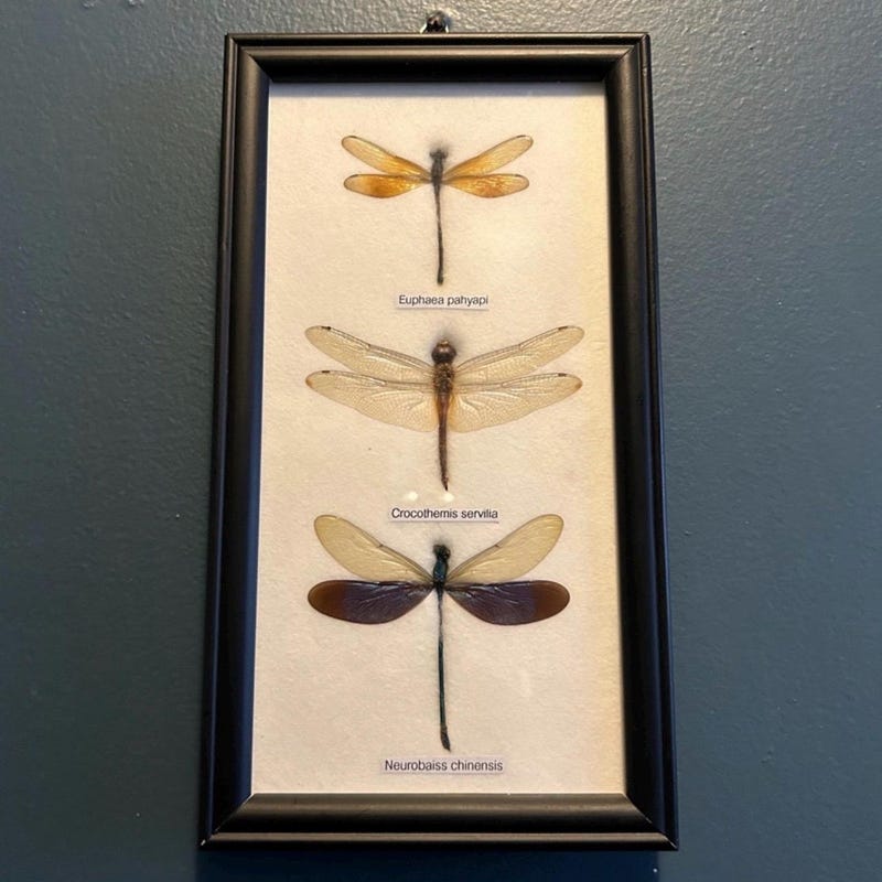 Framed Insects - Etsy