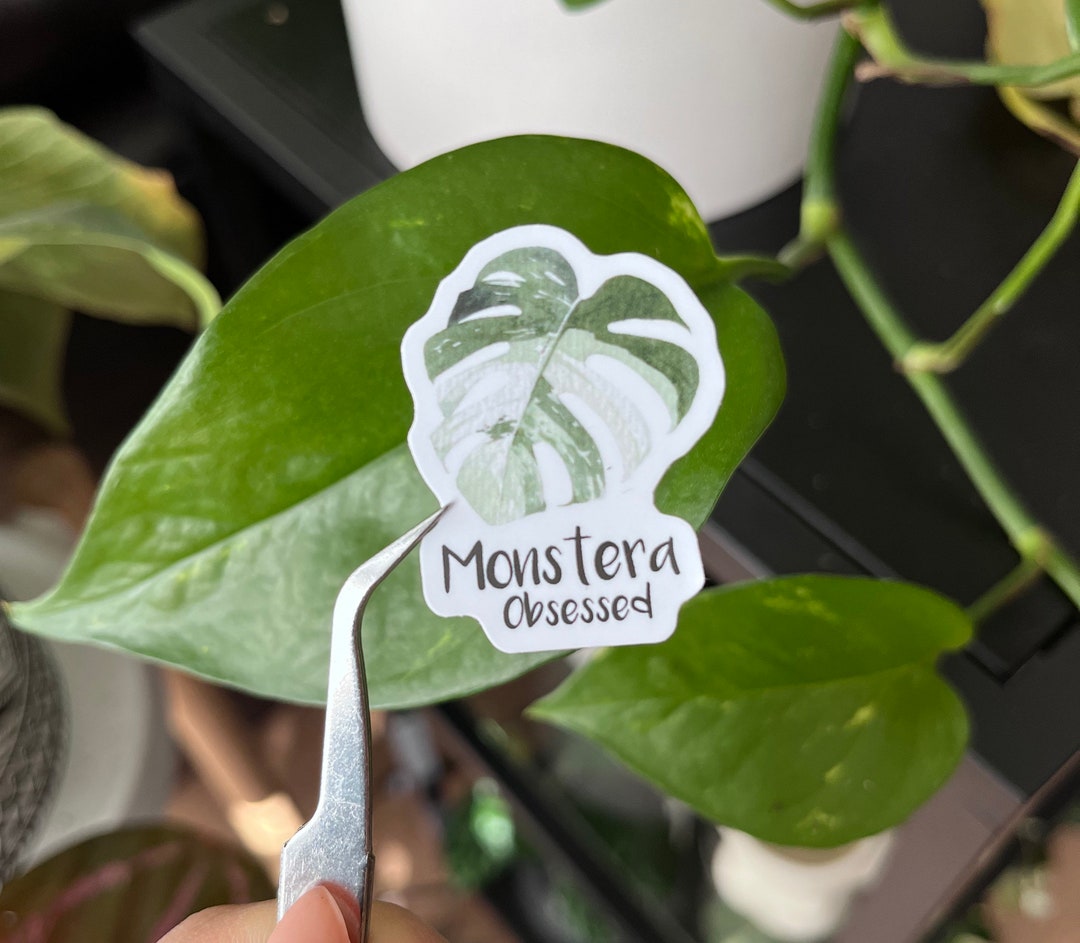 Variegated Monstera Plant Sticker Car Decal Plant Vinyl - Etsy