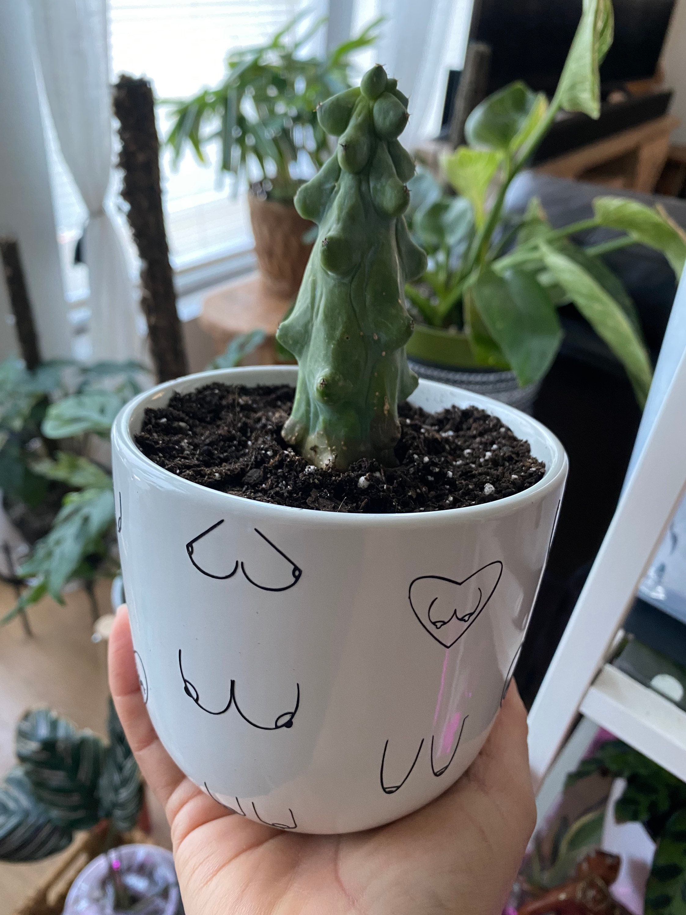 Boobie Cactus