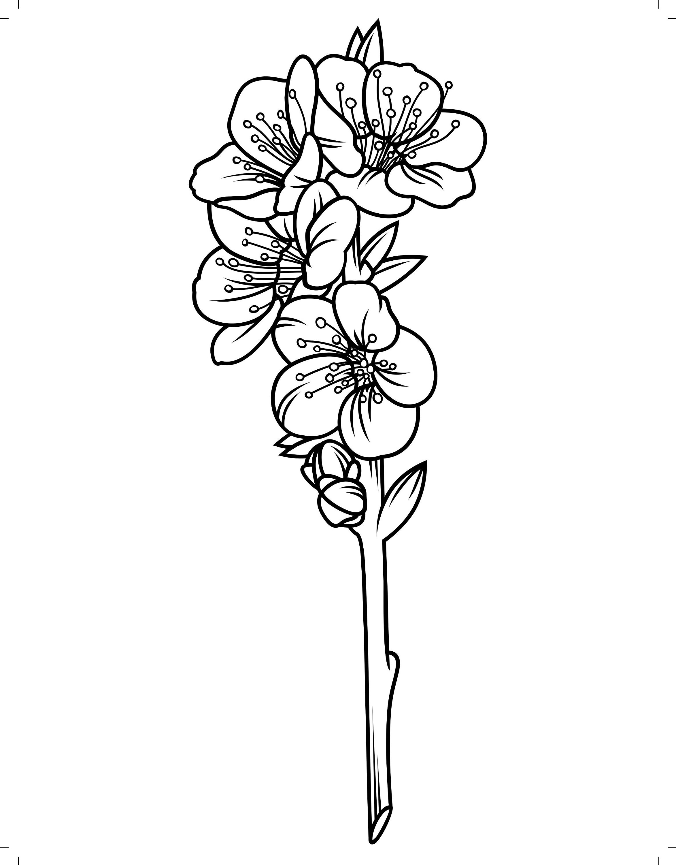 Wildflowers 10 Page Coloring Bundle - Etsy