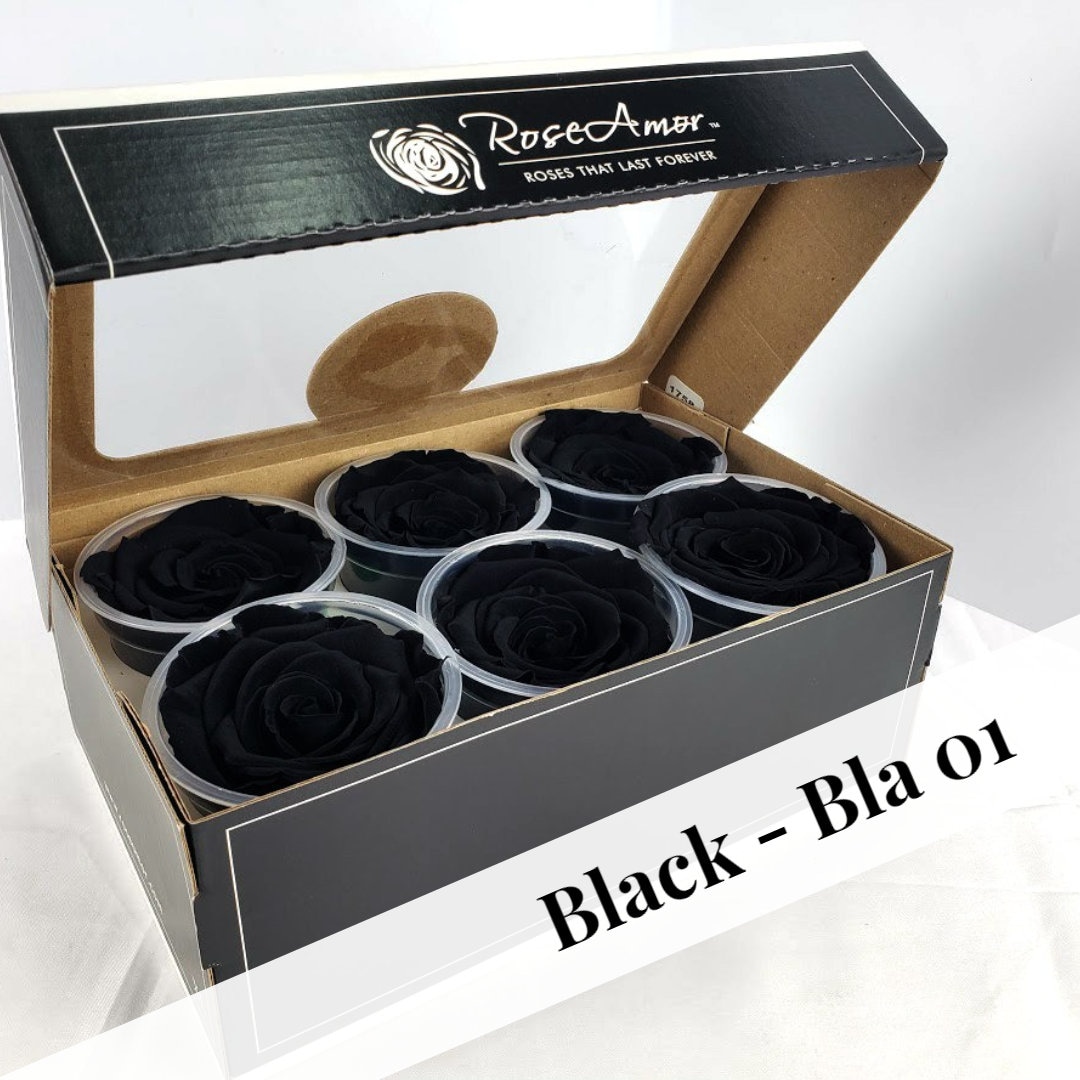 13 Rose Amor Luxury Ecuadorian Preserved Rose Six Packs in Black - Etsy
