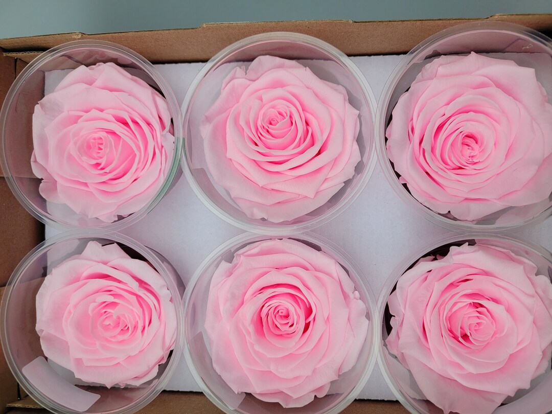Rose Amor Luxury Ecuadorian Preserved Rose Six Packs in Pink - Etsy