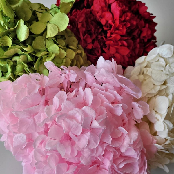 Preserved Hydrangea - Etsy