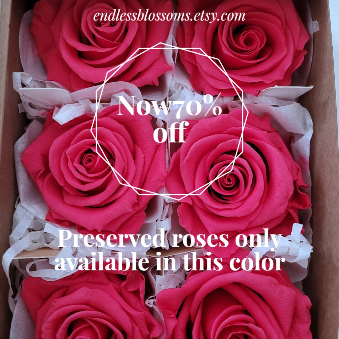 Large Preserved roses 7cm each 2.75-3 inches six rose heads in each box ...