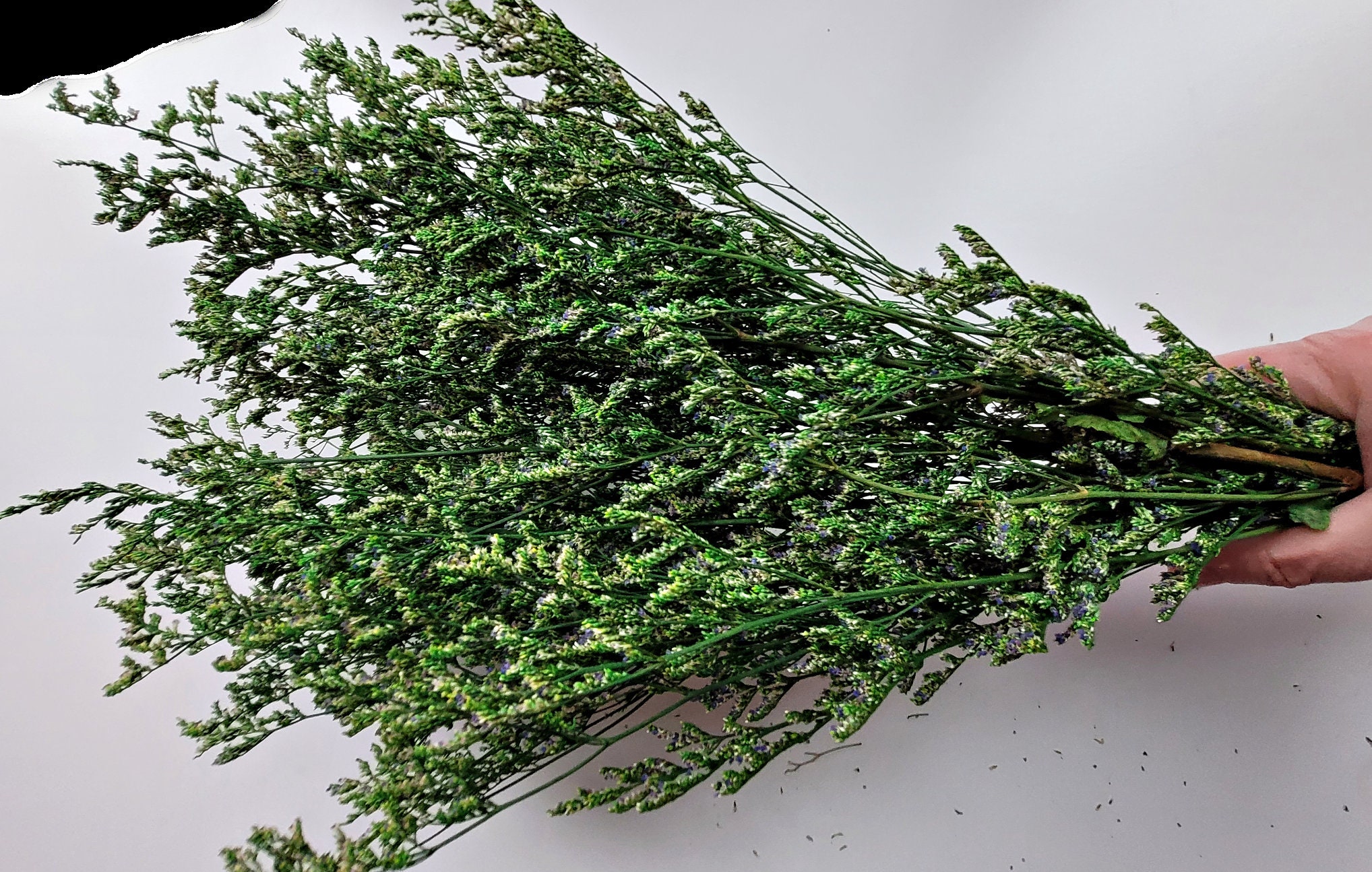 Preserved Caspia Flower Bunches in Green, Red, and Gold - Etsy