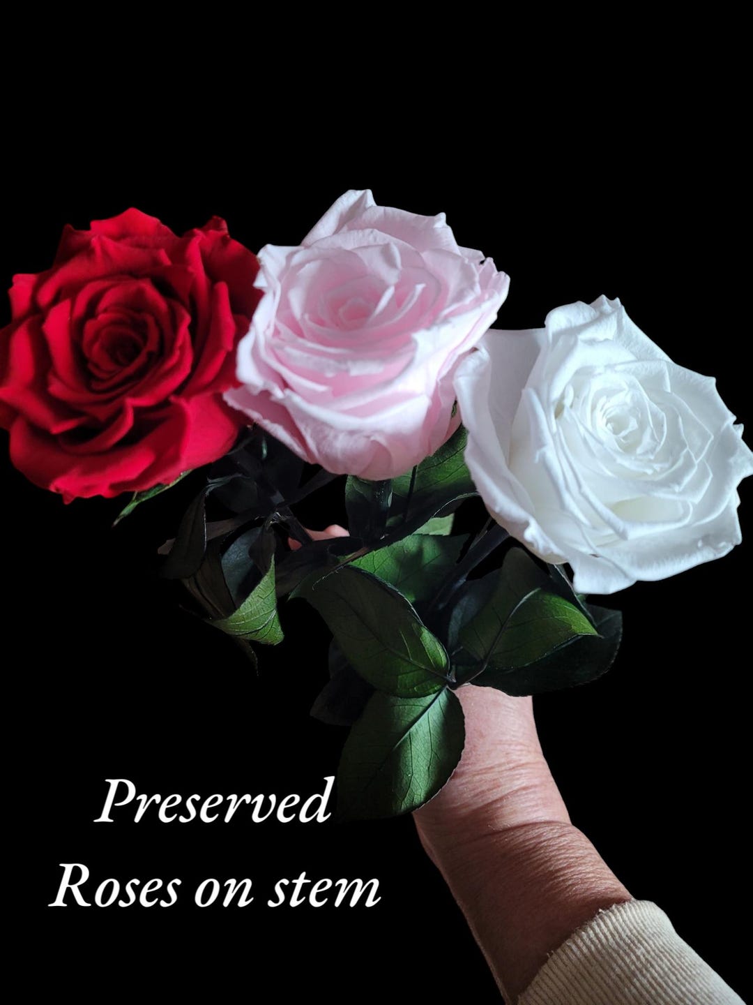 Luxury Ecuadorian Preserved Rose on Preserved Stem - Etsy