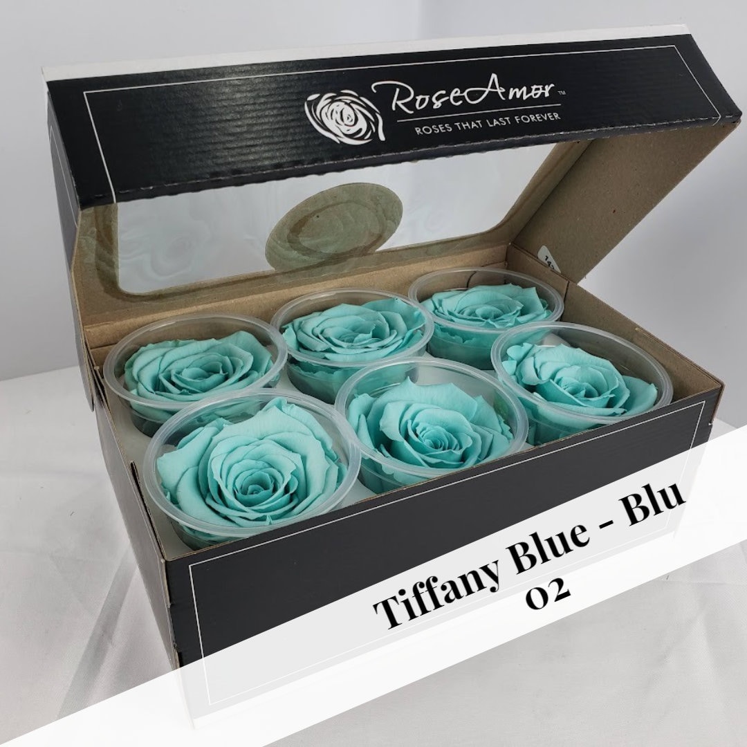 Preserved Rose Six Packs in Tiffany Blue - Etsy