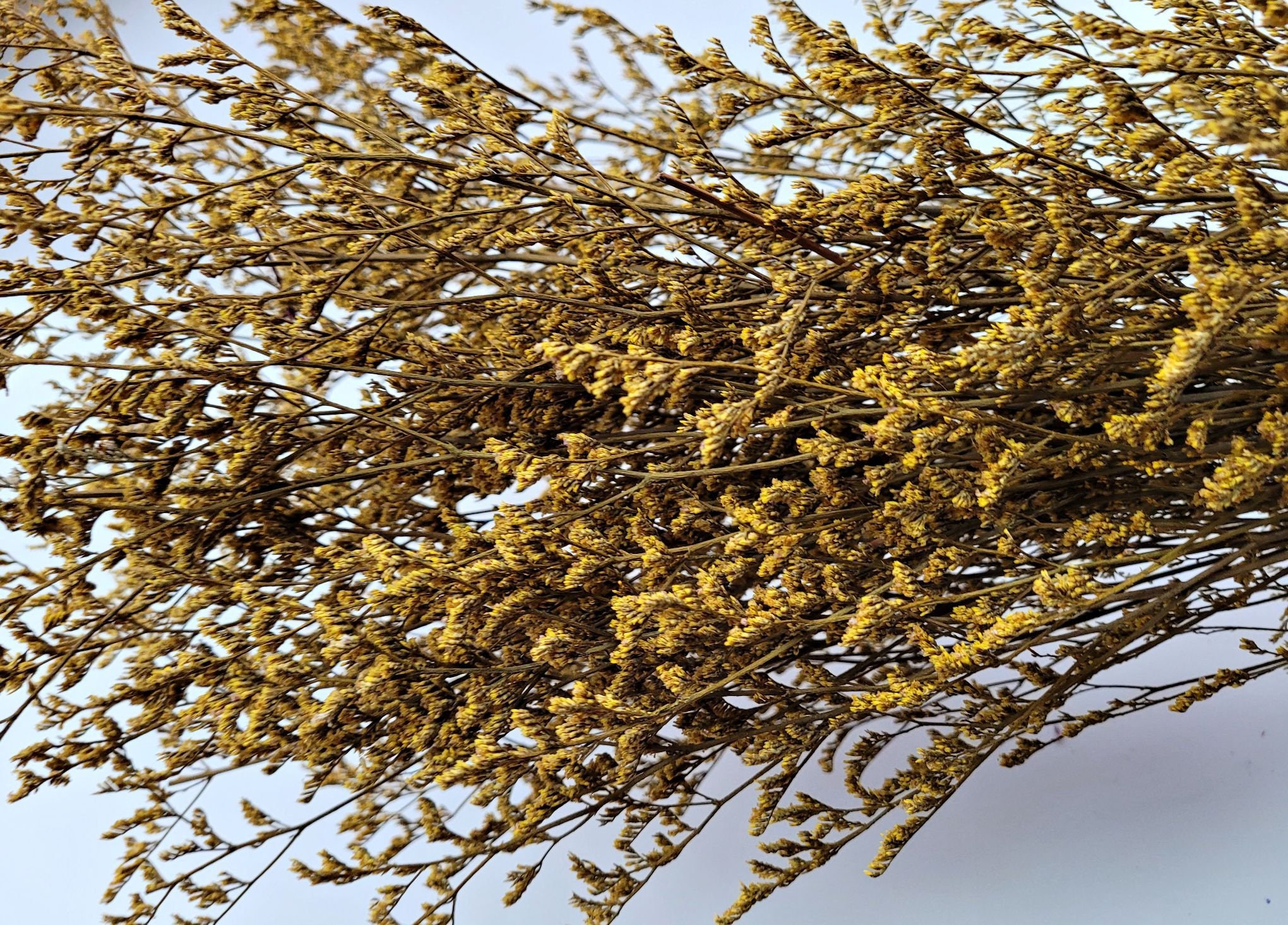Preserved Caspia Flower Bunches in Green, Red, and Gold - Etsy