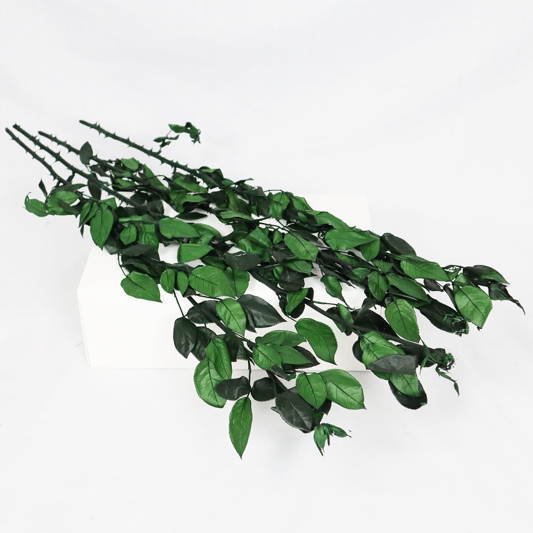 Preserved Rose Stems in 12 Inch Length - Etsy