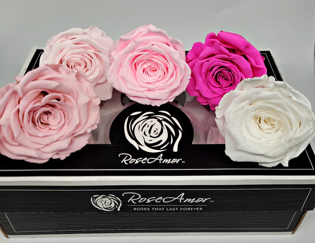 Pink Preserved Rose Six Packs - Etsy