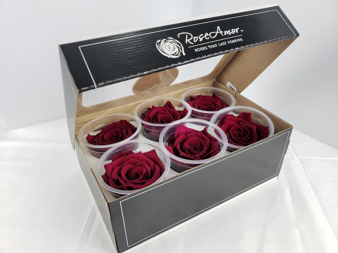 Rose Amor Luxury Ecuadorian Preserved Rose Six Packs - Etsy
