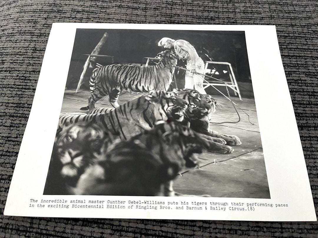 1976 Press Photo 8 Gunther Williams Animal Trainer Works W 2 Bengal ...