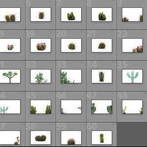 Cactus 60 Kakteen Overlays | Etsy
