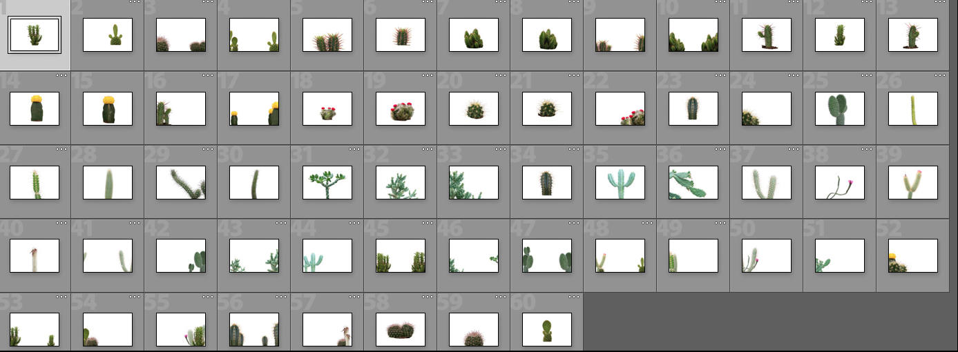 Cactus 60 Kakteen Overlays - Etsy