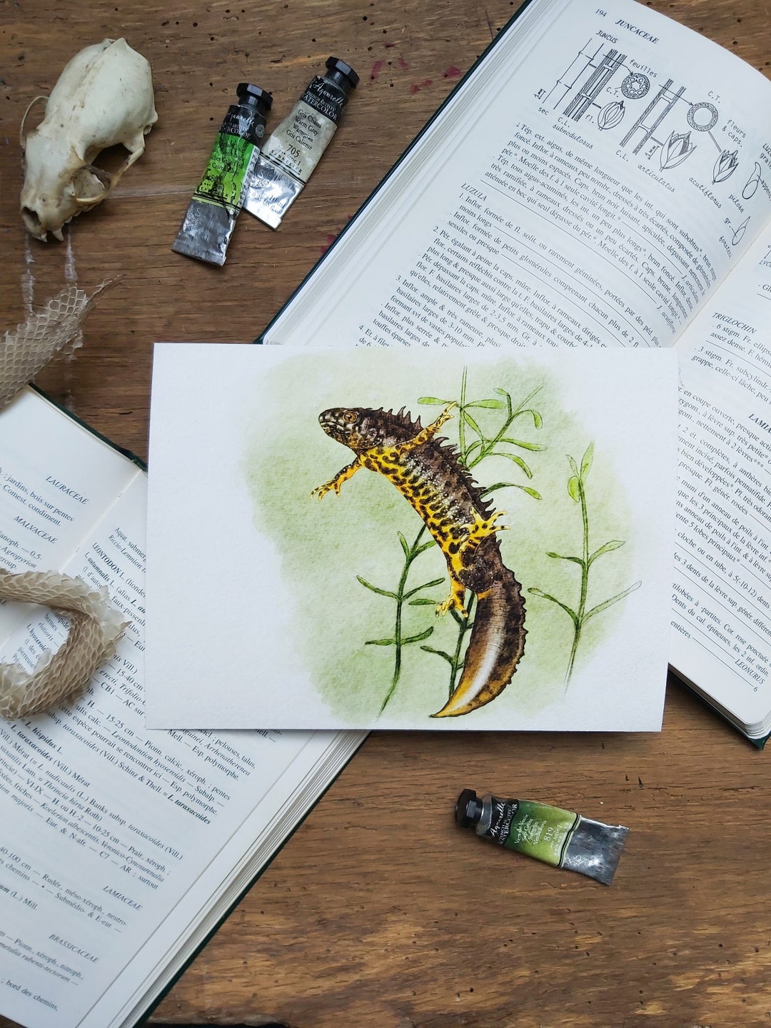 Illustration Great Crested Newt/amphibian Painting/naturalistic ...