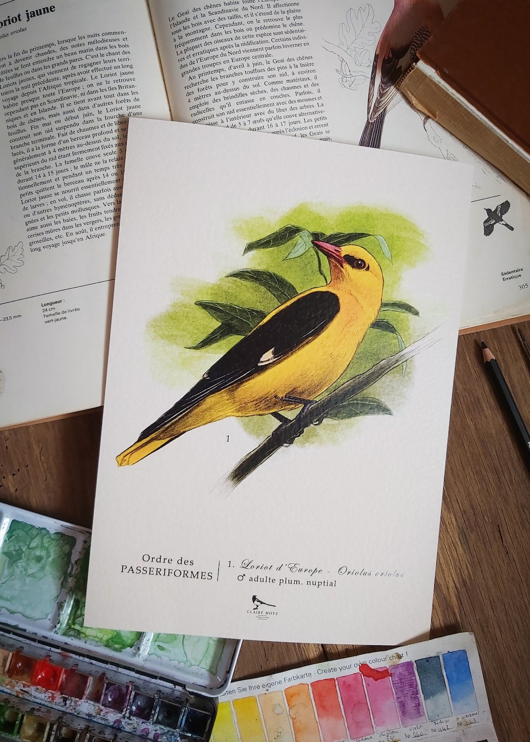 Loriot Illustration/print Loriot/bird Art Print/european - Etsy