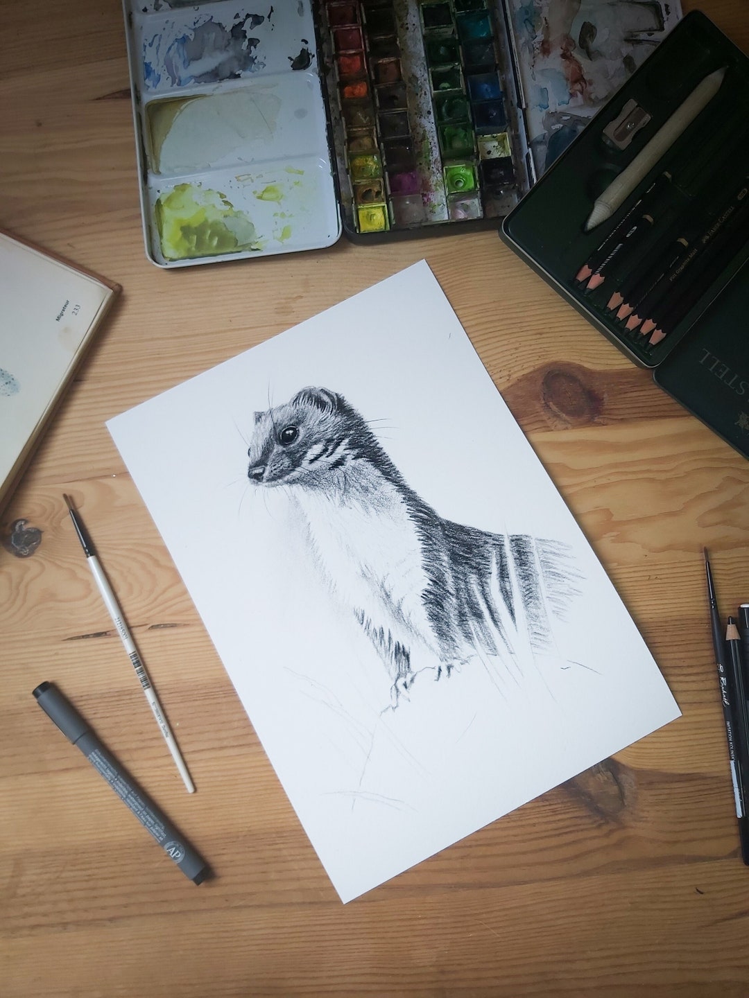 European Weasel Illustration/weasel Pencil Drawing/weasel Print - Etsy