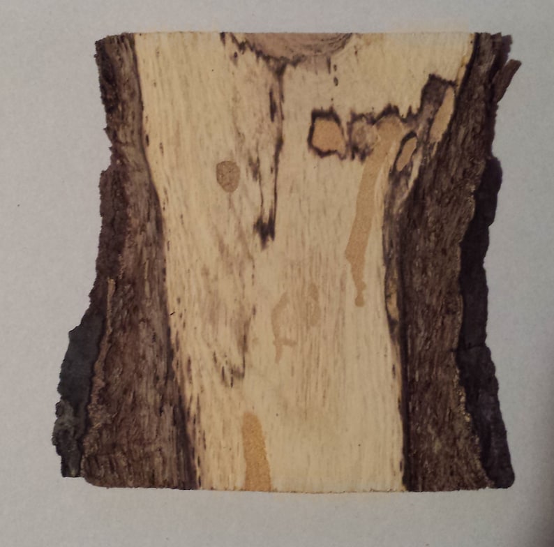 Live Edge Extreme Rustic Solid Oak Log Switch and Outlet - Etsy