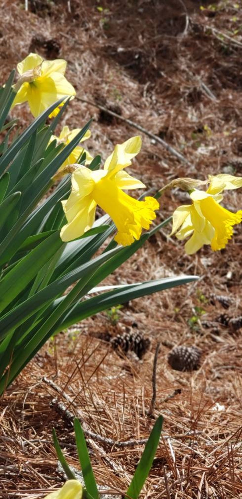Old Fashion Wild Yellow Daffodil Bulb Lot of 10 Bulbs - Etsy