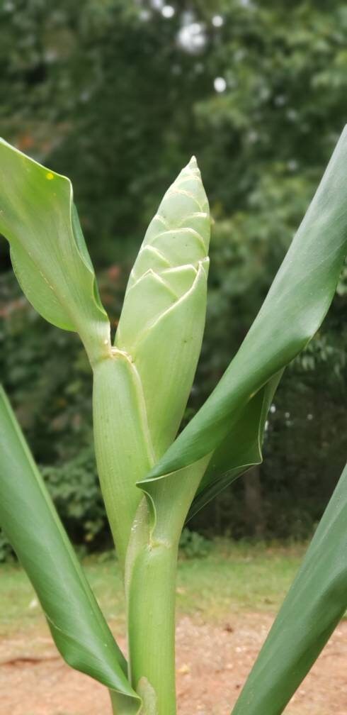 White Butterfly Ginger Lily Plant Rhizome Root (1) Fresh Dug at Order ...