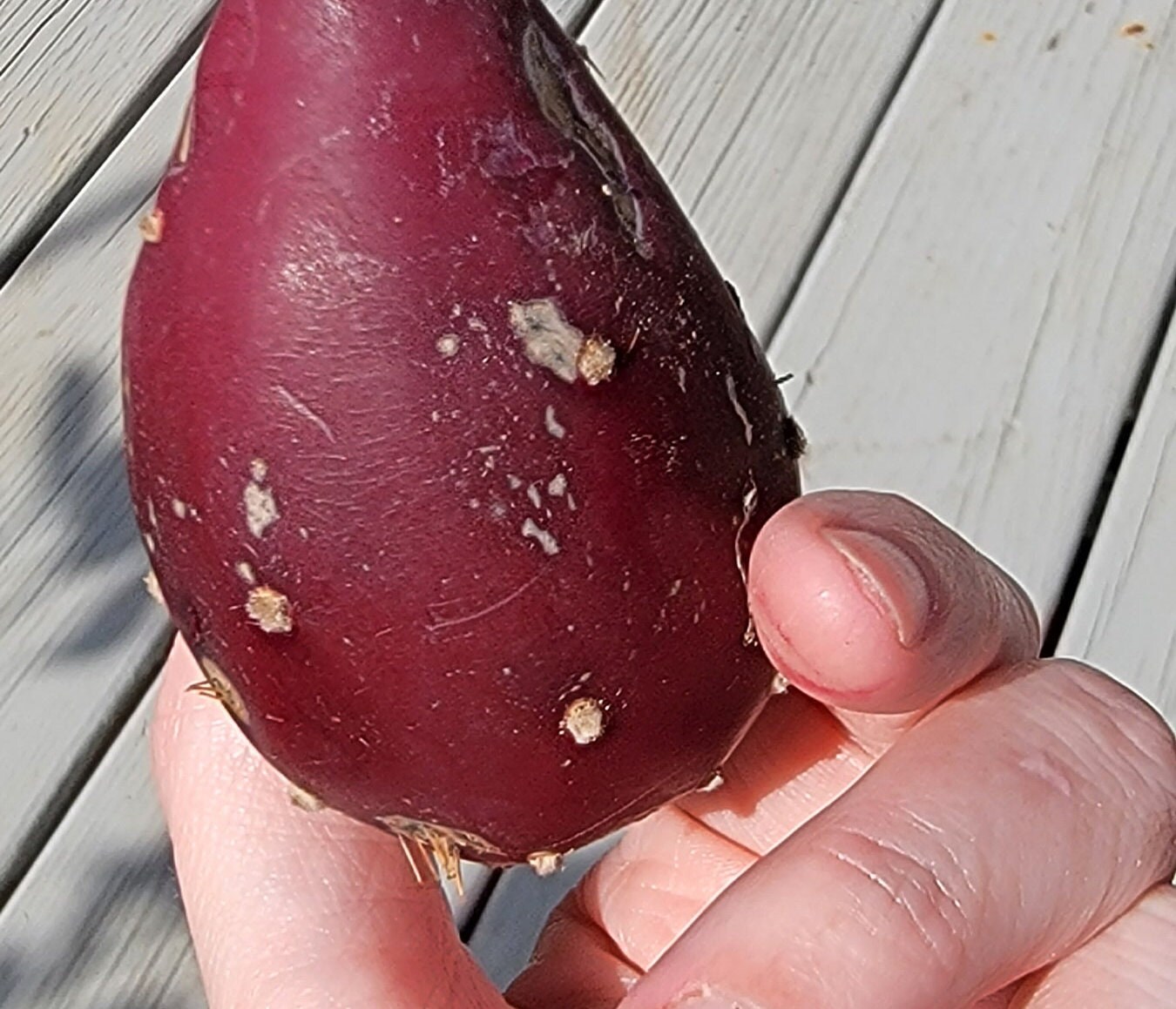 25 Prickly Pear Cactus Seeds Eastern Perrenial Opuntia FREE SHIPPING - Etsy