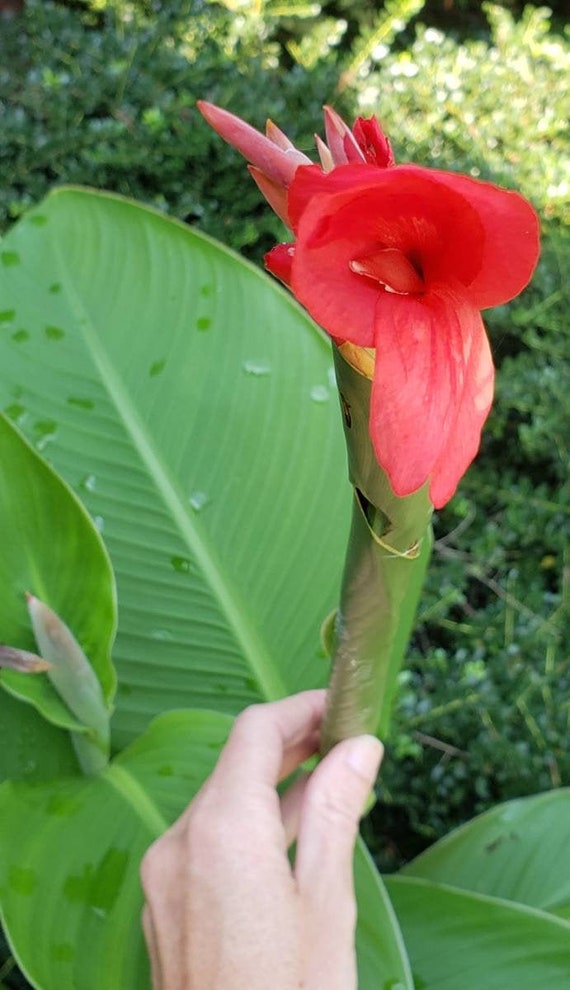2 Tall Red Canna Lily Bulb / Rhizomes - Etsy