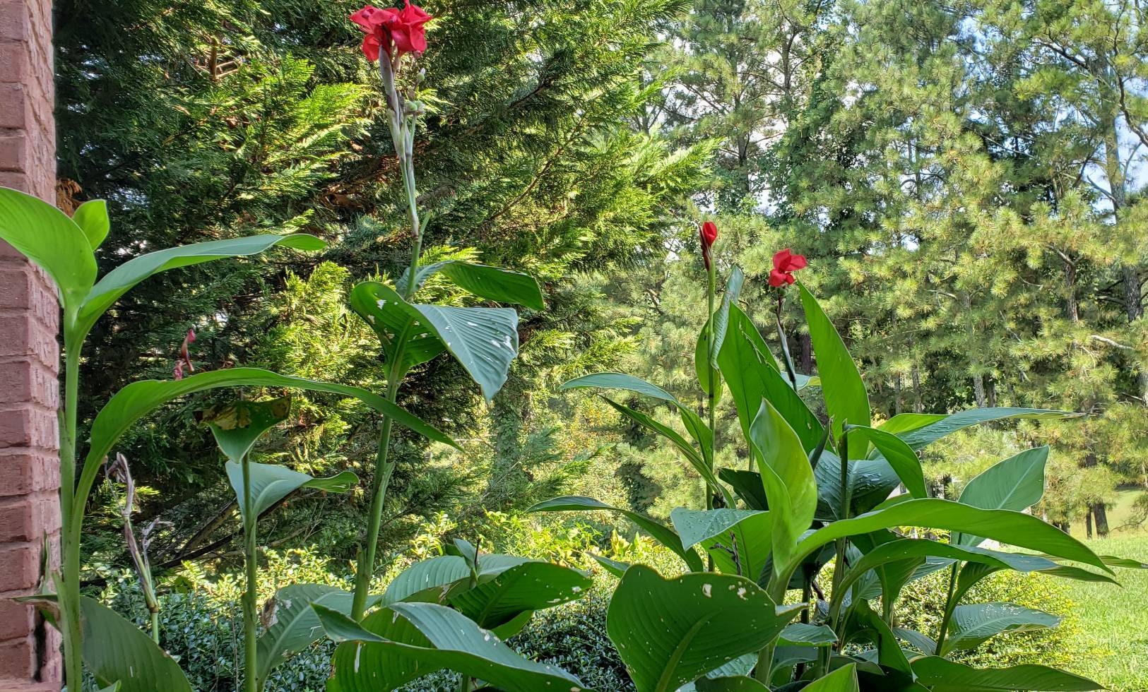 2 Tall Red Canna Lily Bulb / Rhizomes - Etsy