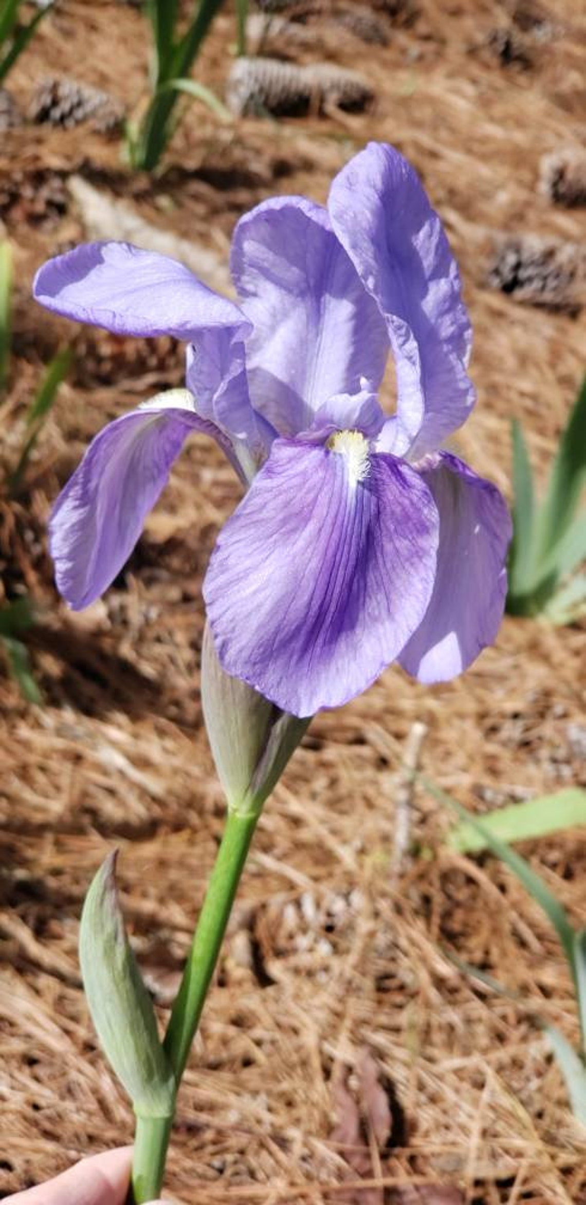 Purple Bearded Iris Rhizome Tuber Rooted Established Bed - Etsy