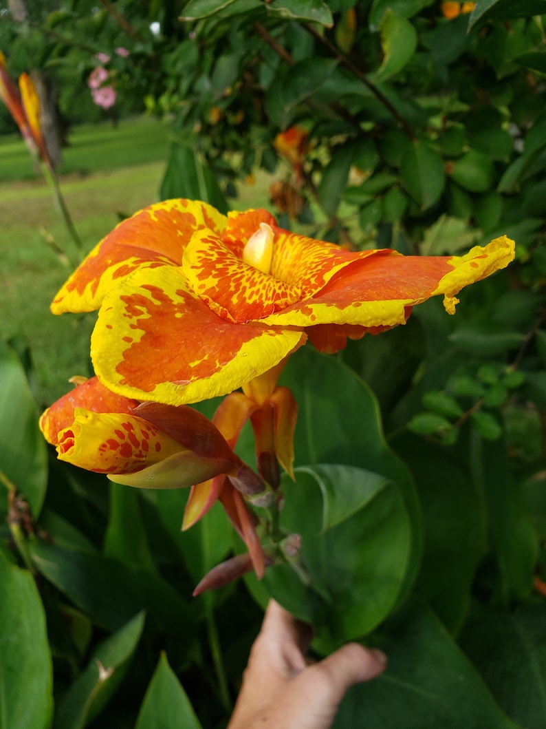 Canna Lily Yellow King Humbert Rhizomes X 2 - Etsy