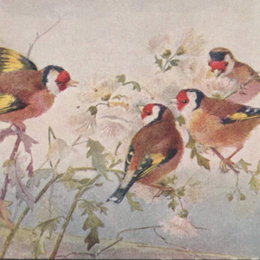 Antique Postcard: Goldfinches, Artist Alice Lizzie West, Publisher ...