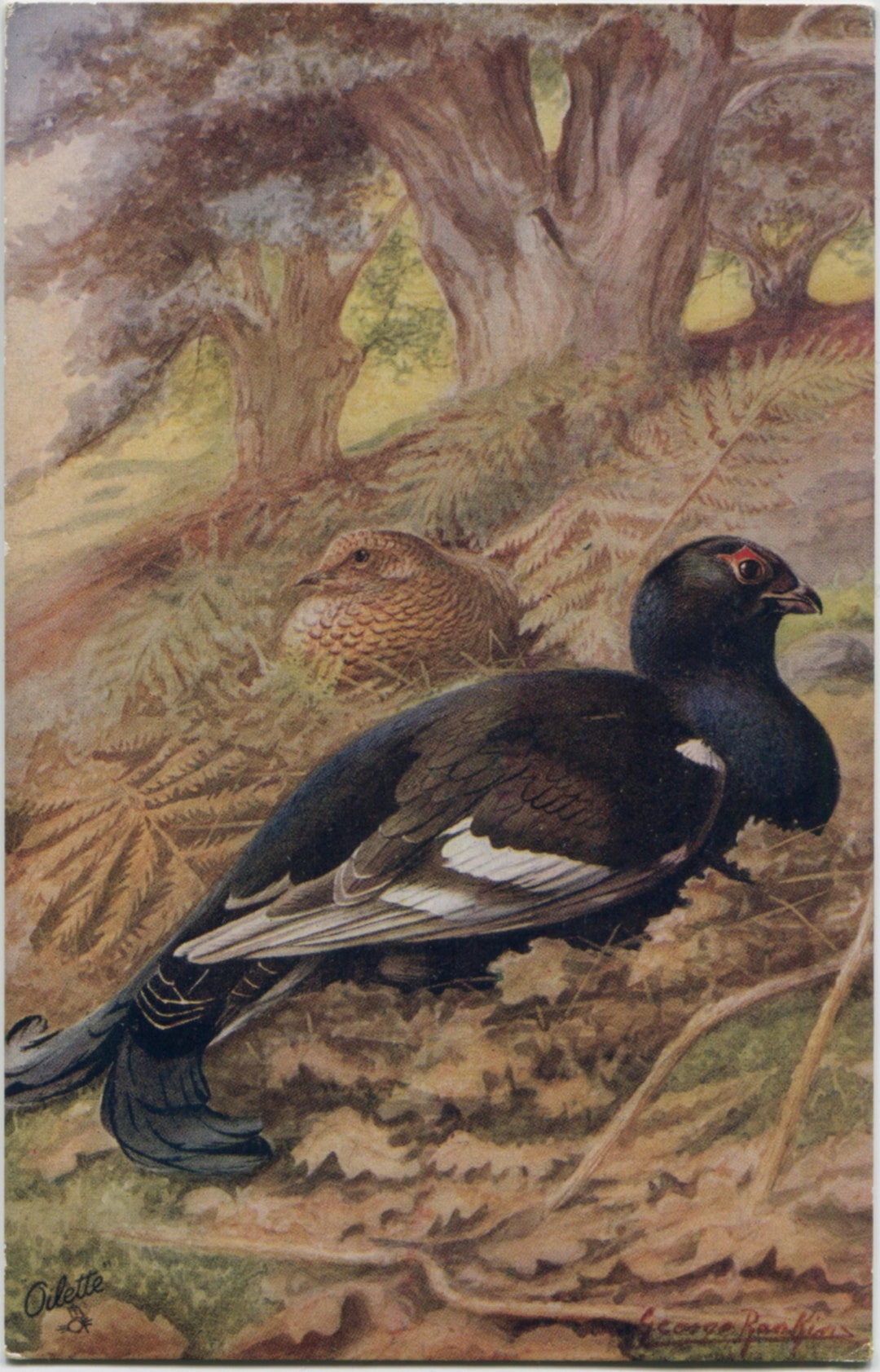Antique Bird Postcard: Blackcock, Artist George Rankin, Publisher ...