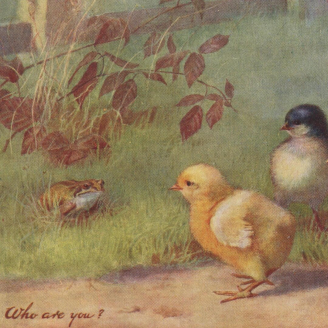 Antique Postcard, Chicks, Frog, Who Are You?, Raphael Tuck Chicks and ...
