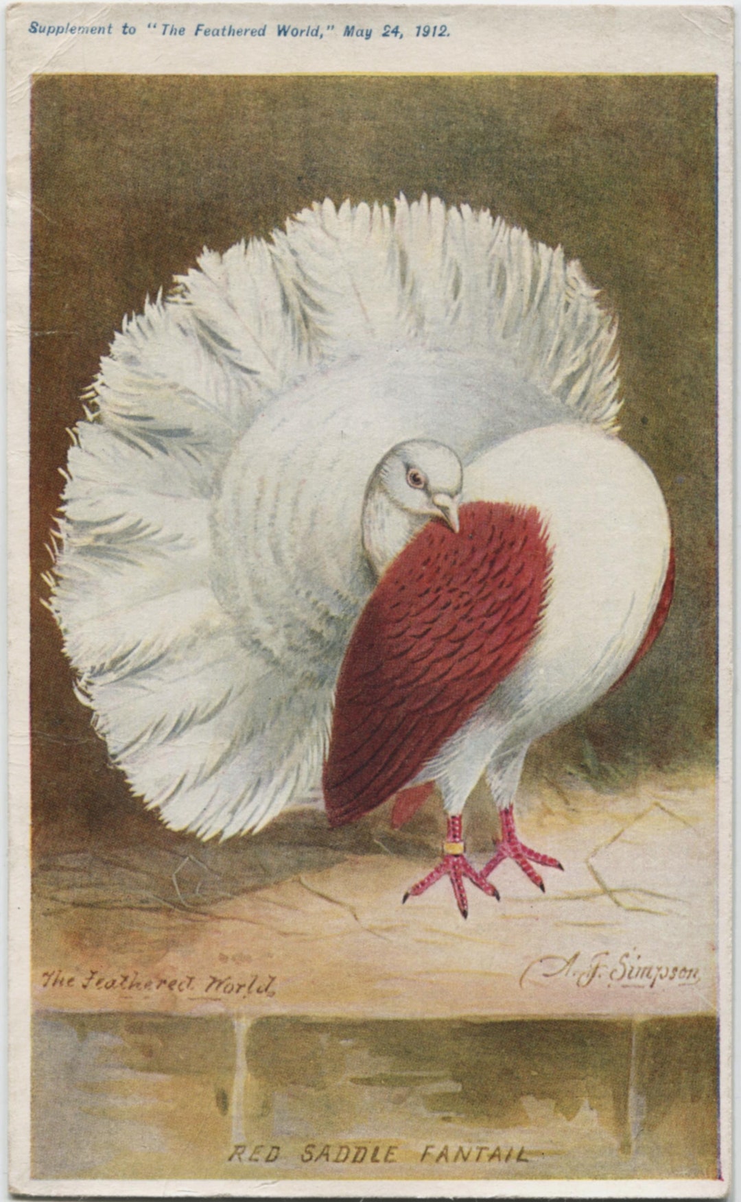 Antique Pigeon Card 1912, Red Saddle Fantail, 'the Feathered World ...