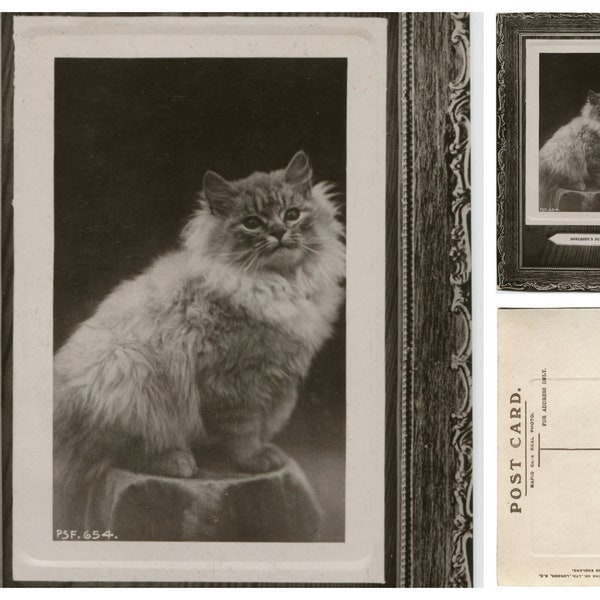 Antique Cat Postcard - Etsy