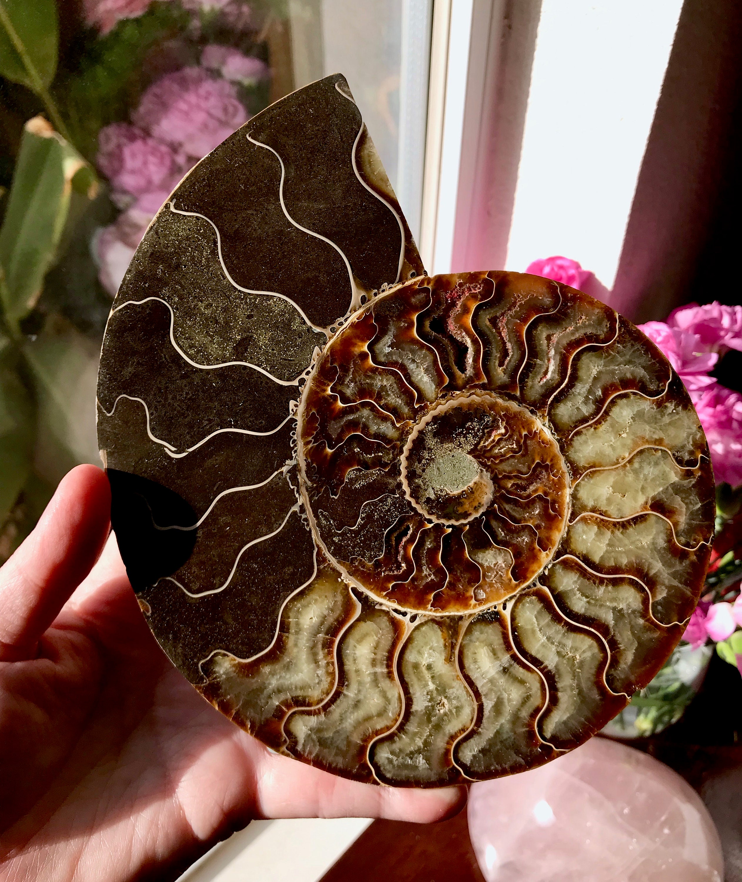 Ammonite properties - apothat