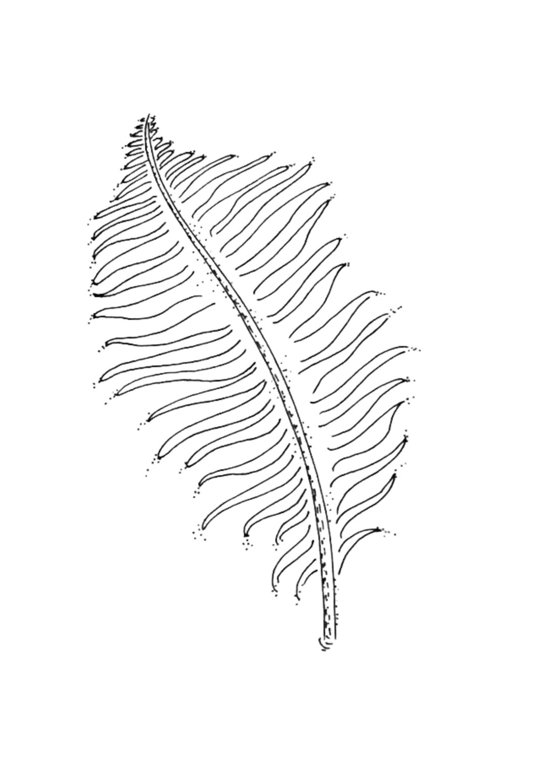 Fern - Digital Download - Etsy