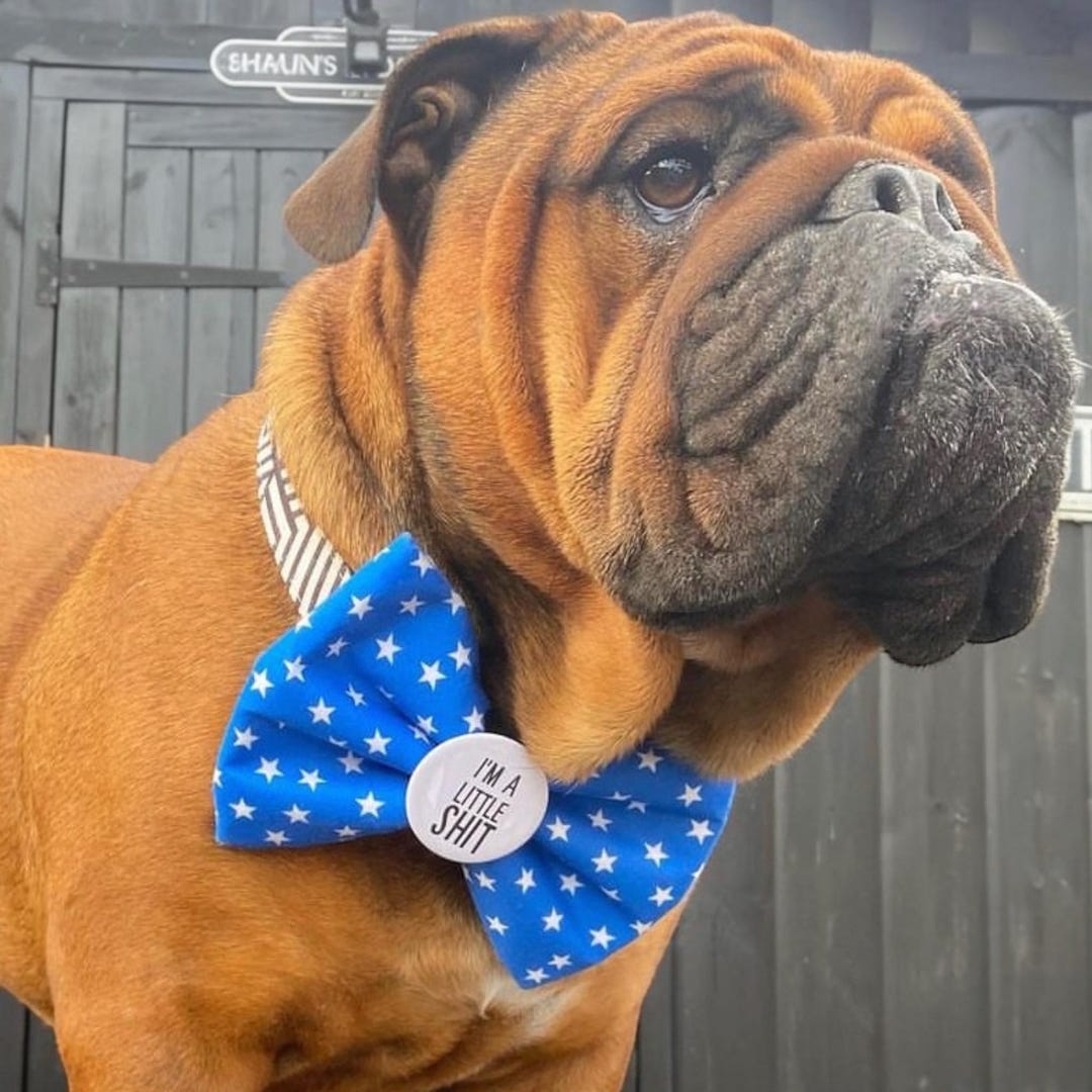 Bold & Funny Badge Bow: 'i'm a Little Shit' - Perfect for Sassy Souls ...