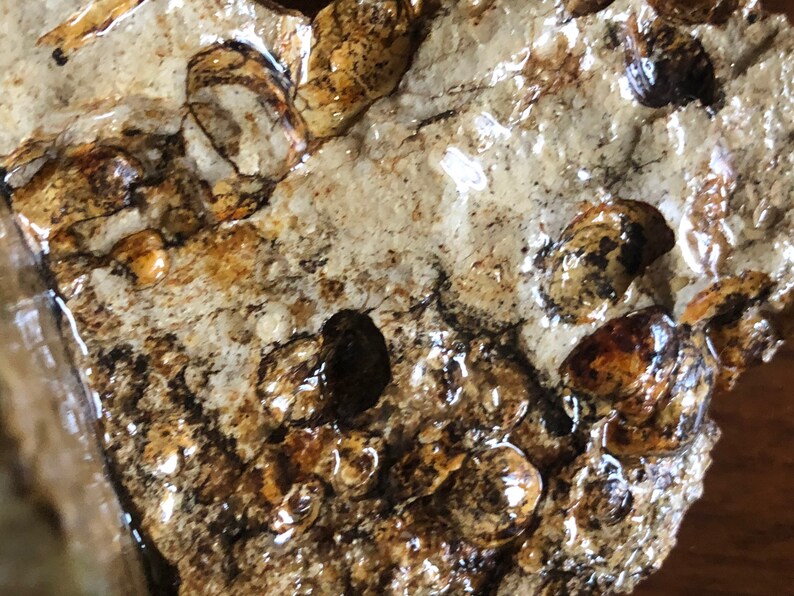 Art Objects Art & Collectibles Authentic Paleocene Fossil and Gypsum ...