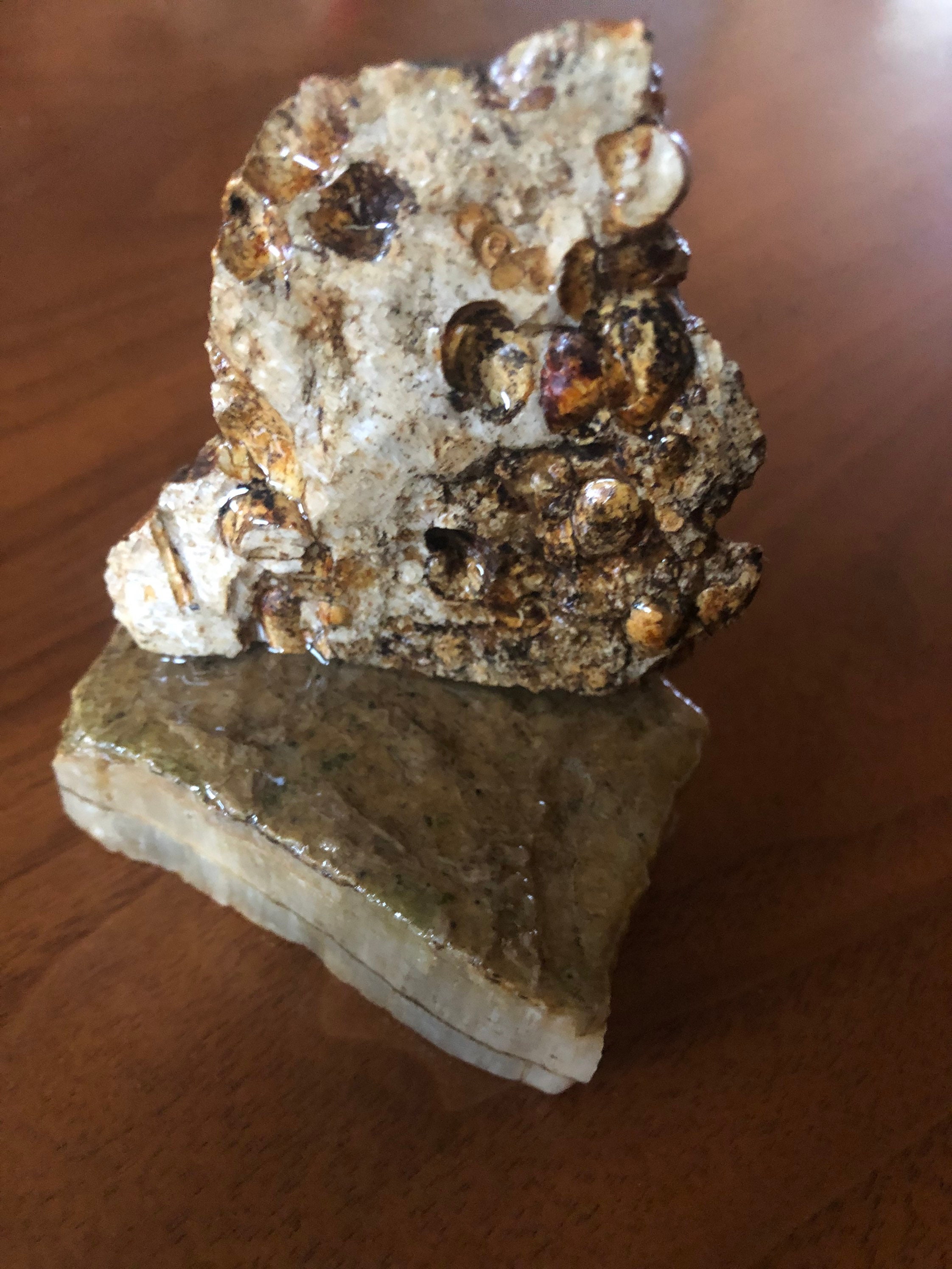 Art Objects Art & Collectibles Authentic Paleocene Fossil and Gypsum ...