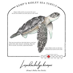 Kemps Ridley Sea Turtle Printable Marine Science Facts Homeschool ...